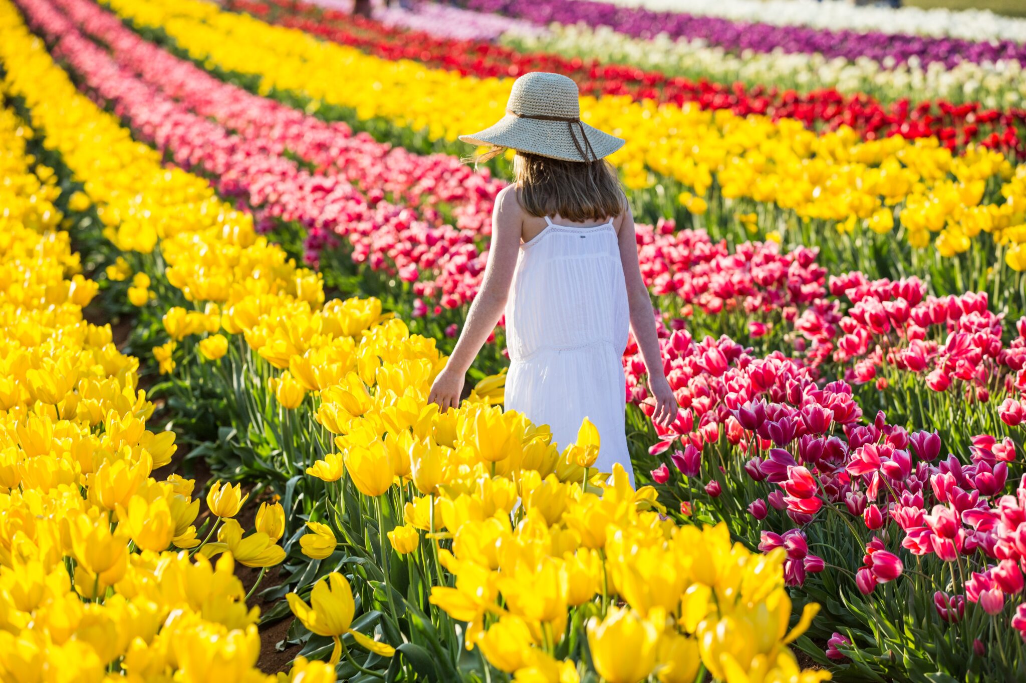 The Tesselaar Tulip Festival blooms for the 70th year this spring ...